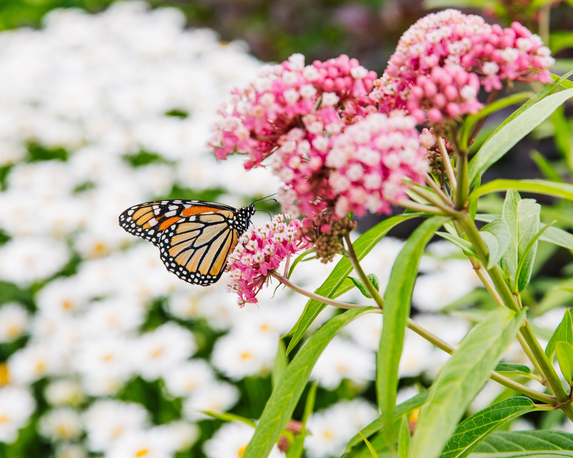 Fred & Dorothy Fichter Butterflies Are Blooming » Meijer Gardens ...