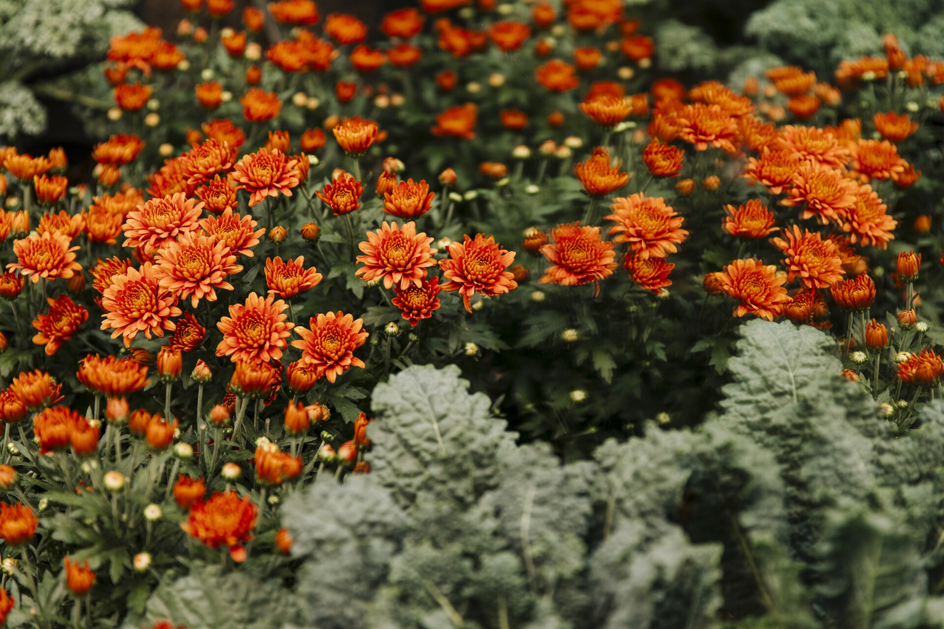 Mums At Meijer Gardens » Meijer Gardens | Frederik Meijer Gardens ...