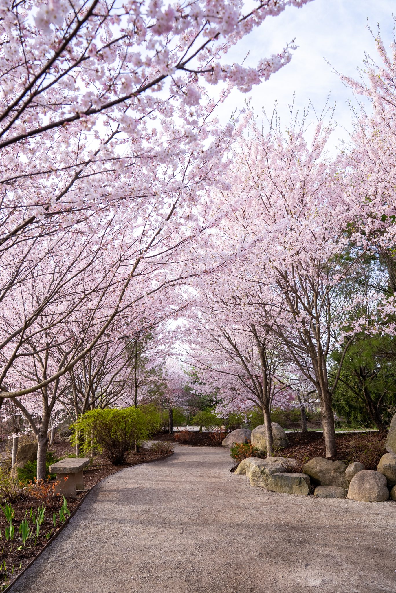Cherry Blossoms » Meijer Gardens | Frederik Meijer Gardens & Sculpture Park